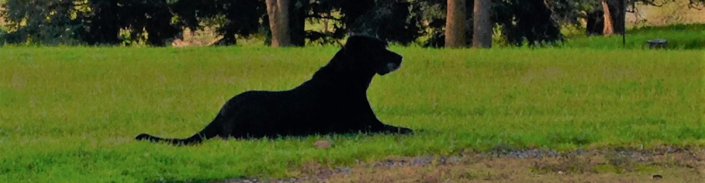 Veterinary Wellness Clinic in Auburn, CA | Animal Spay and Neuter